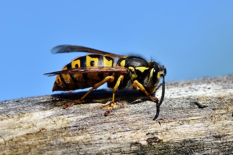 Most Common Stinging Insects in Richmond, VA | RichPro