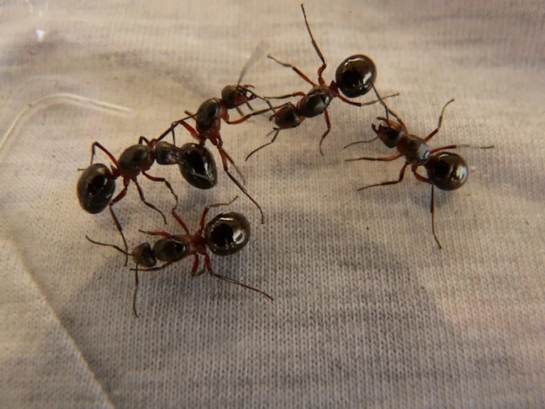 Ants in Virginia Homes | RichPro Pest Management
